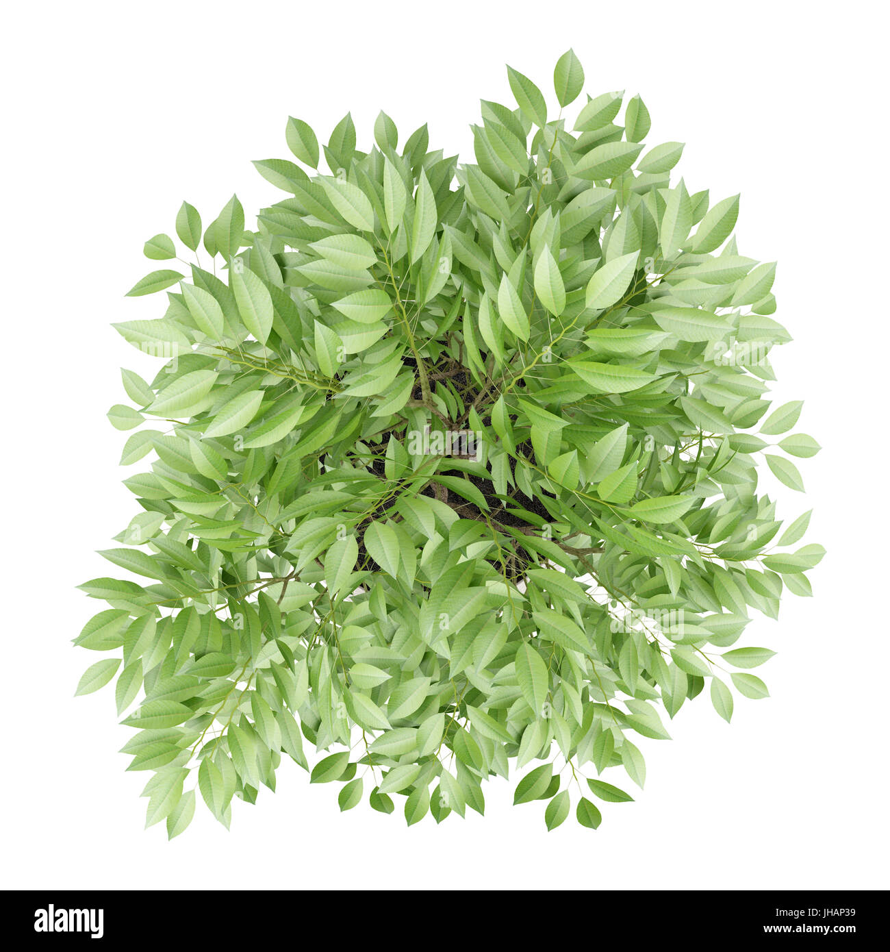 top view of potted tree isolated on white background Stock Photo - Alamy