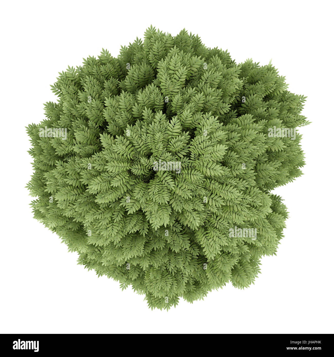 top view of common ash tree isolated on white background. 3d ...