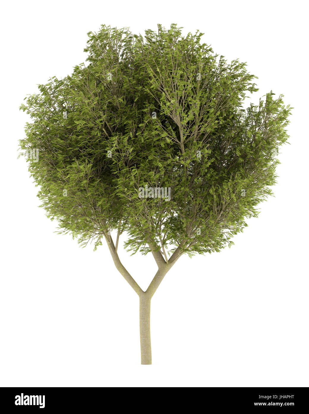 honey locust tree isolated on white background. 3d illustration Stock ...