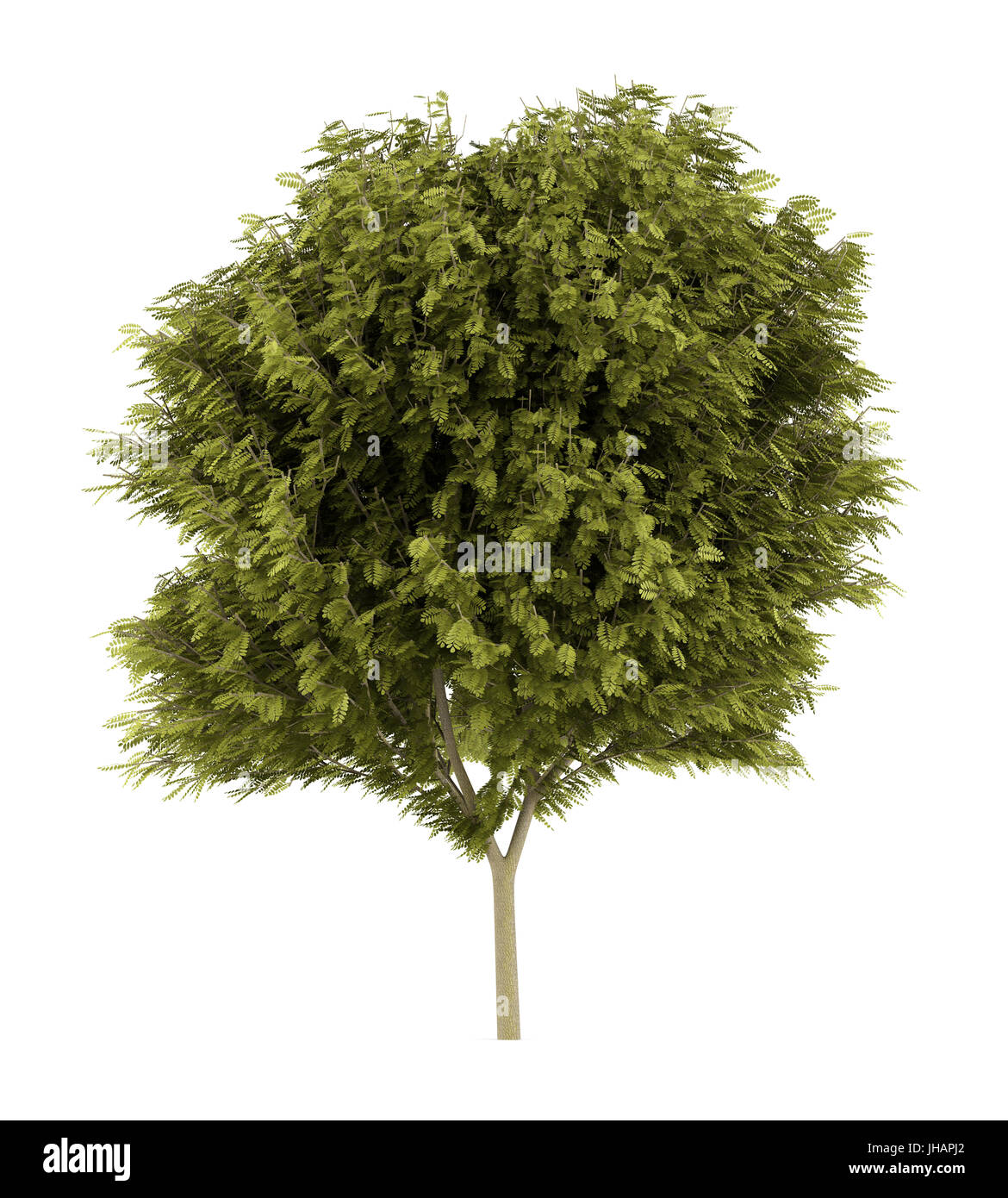 honey locust tree isolated on white background. 3d illustration Stock ...