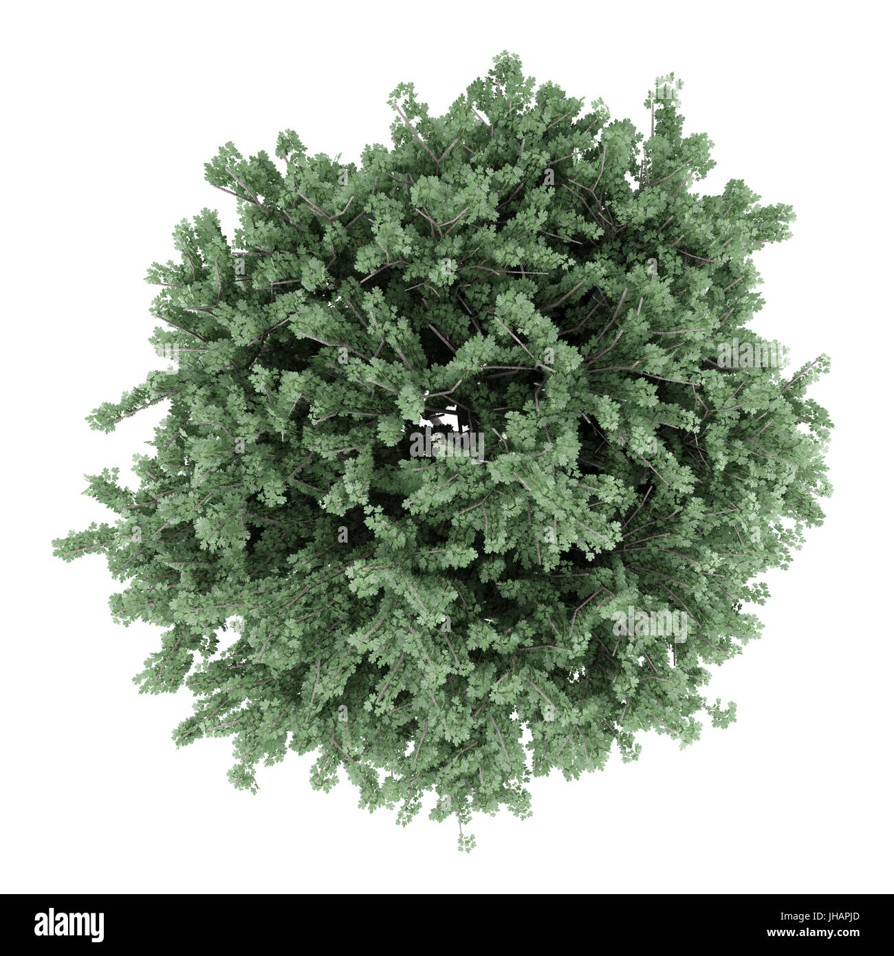 top view of field maple tree isolated on white background. 3d ...