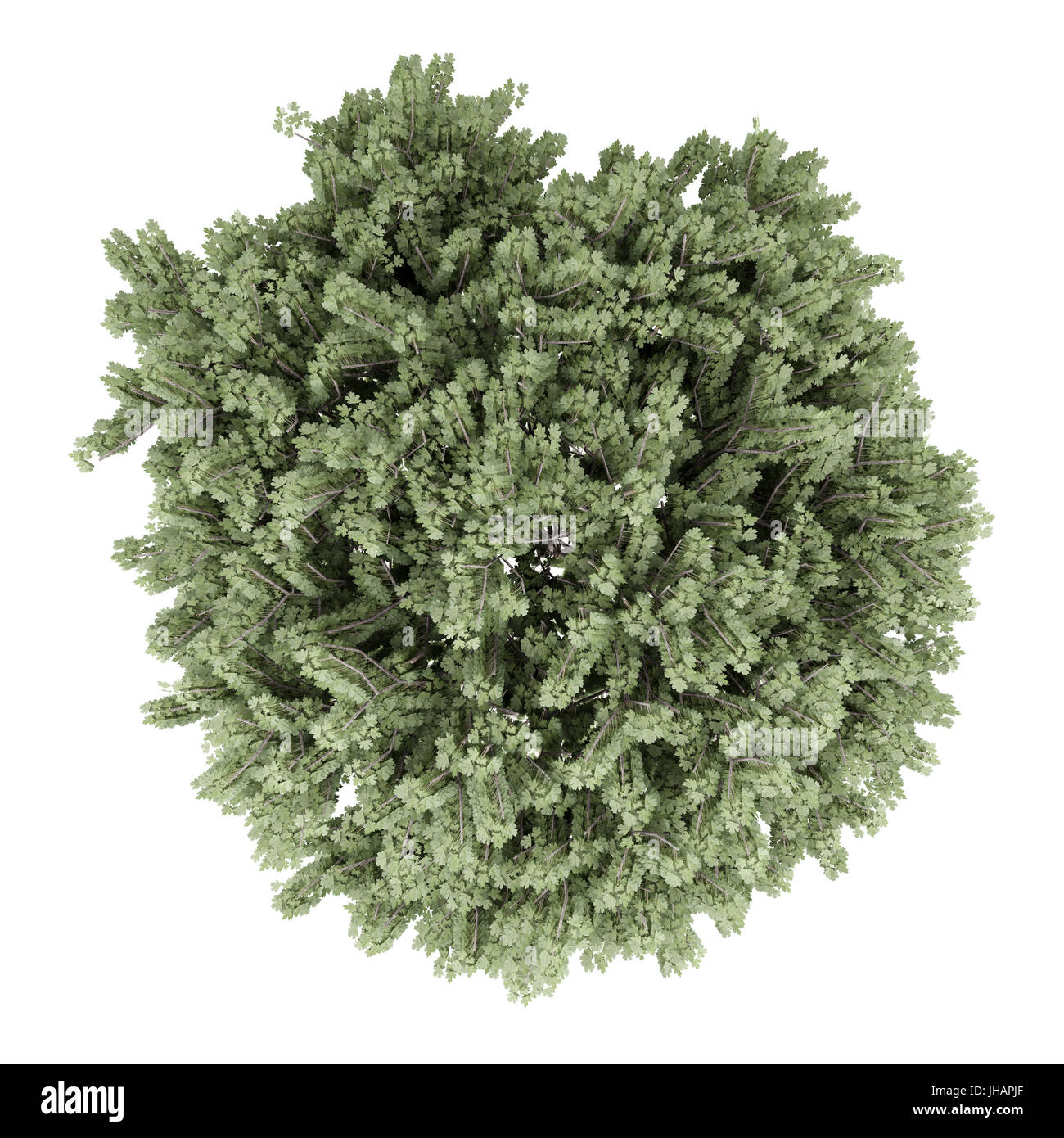 top view of field maple tree isolated on white background. 3d ...