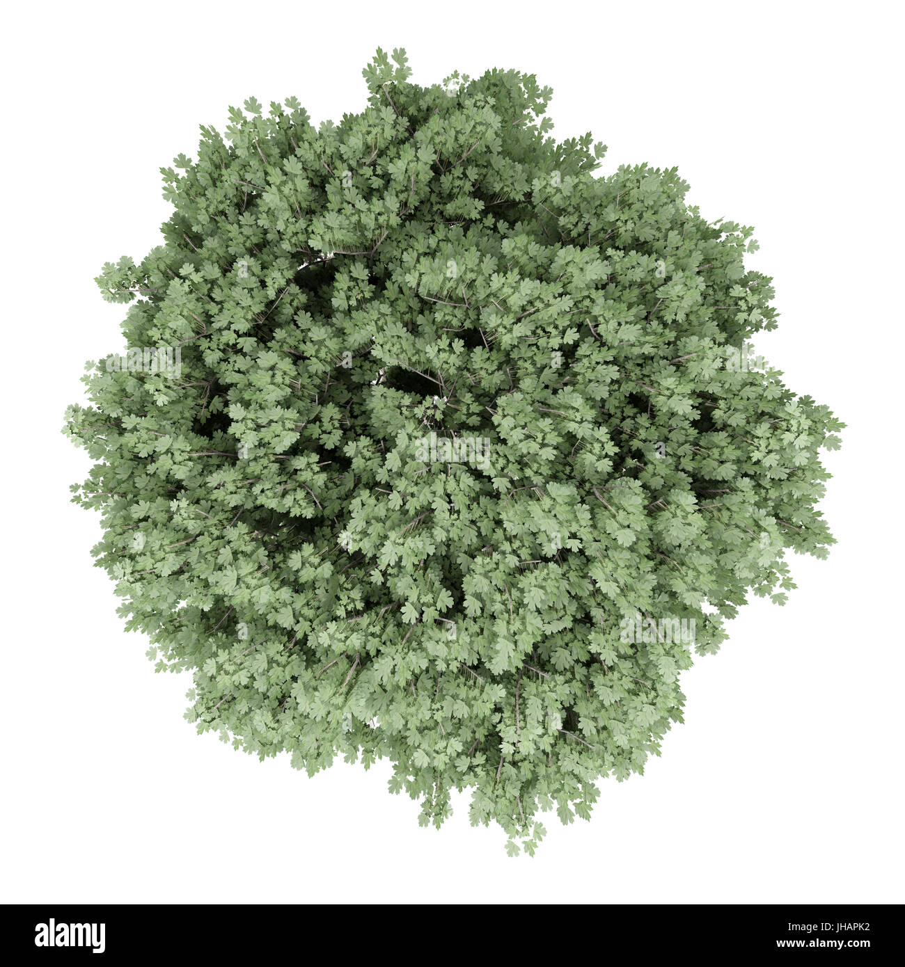 top view of field maple tree isolated on white background. 3d ...