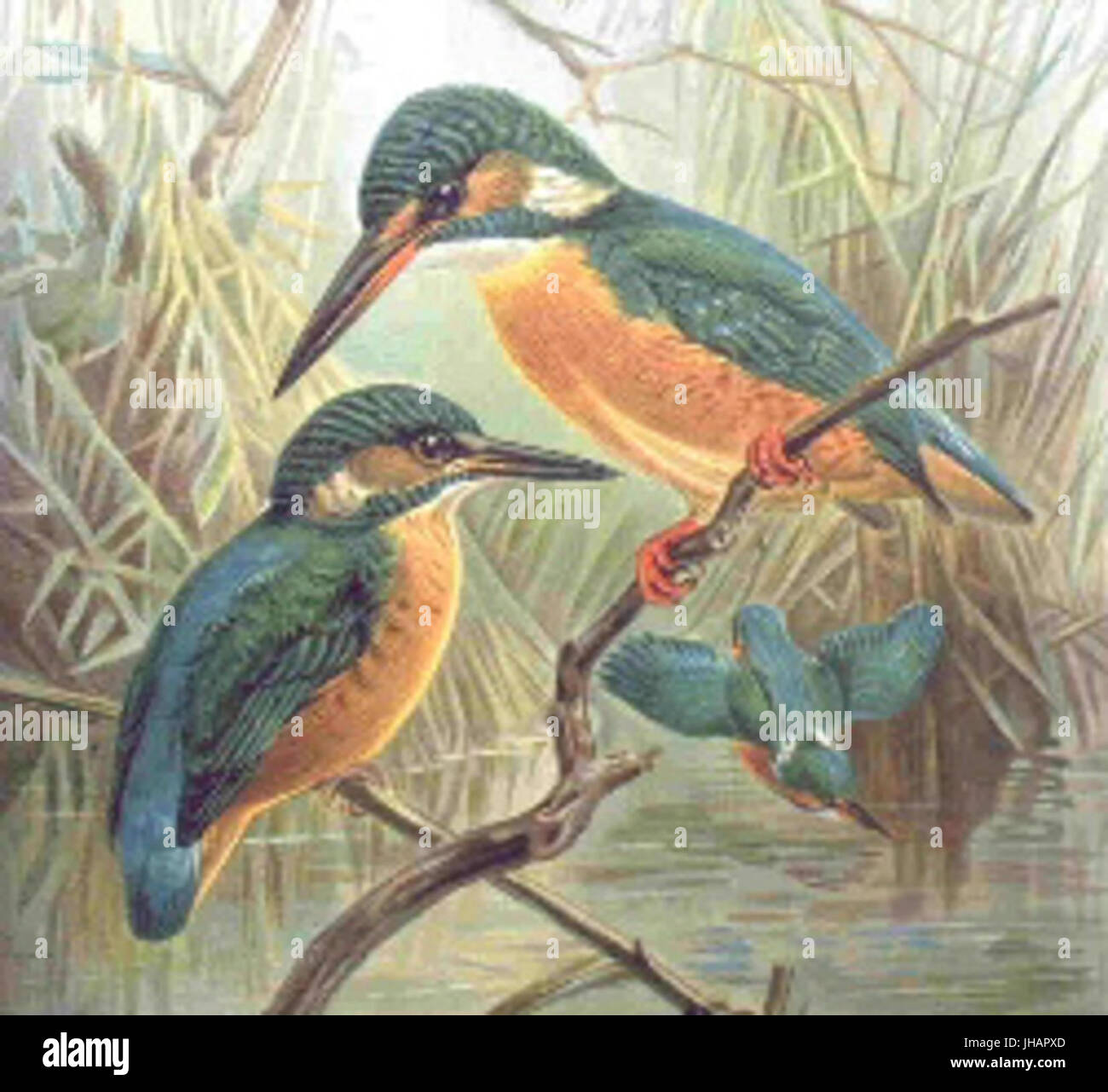 Map of kingfisher hi-res stock photography and images - Alamy