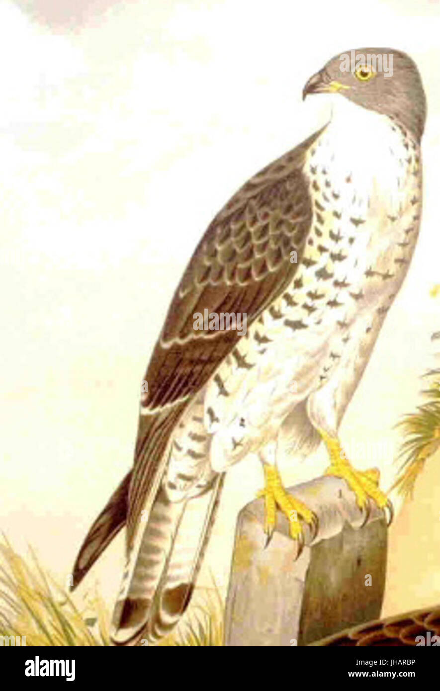 Honey buzzard eating wasp larvae hi-res stock photography and images ...