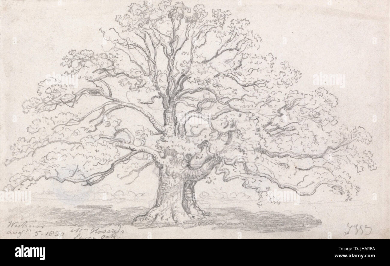 James Ward - Mr. Howard's Large Oak, August 5, 1820 Stock Photo - Alamy