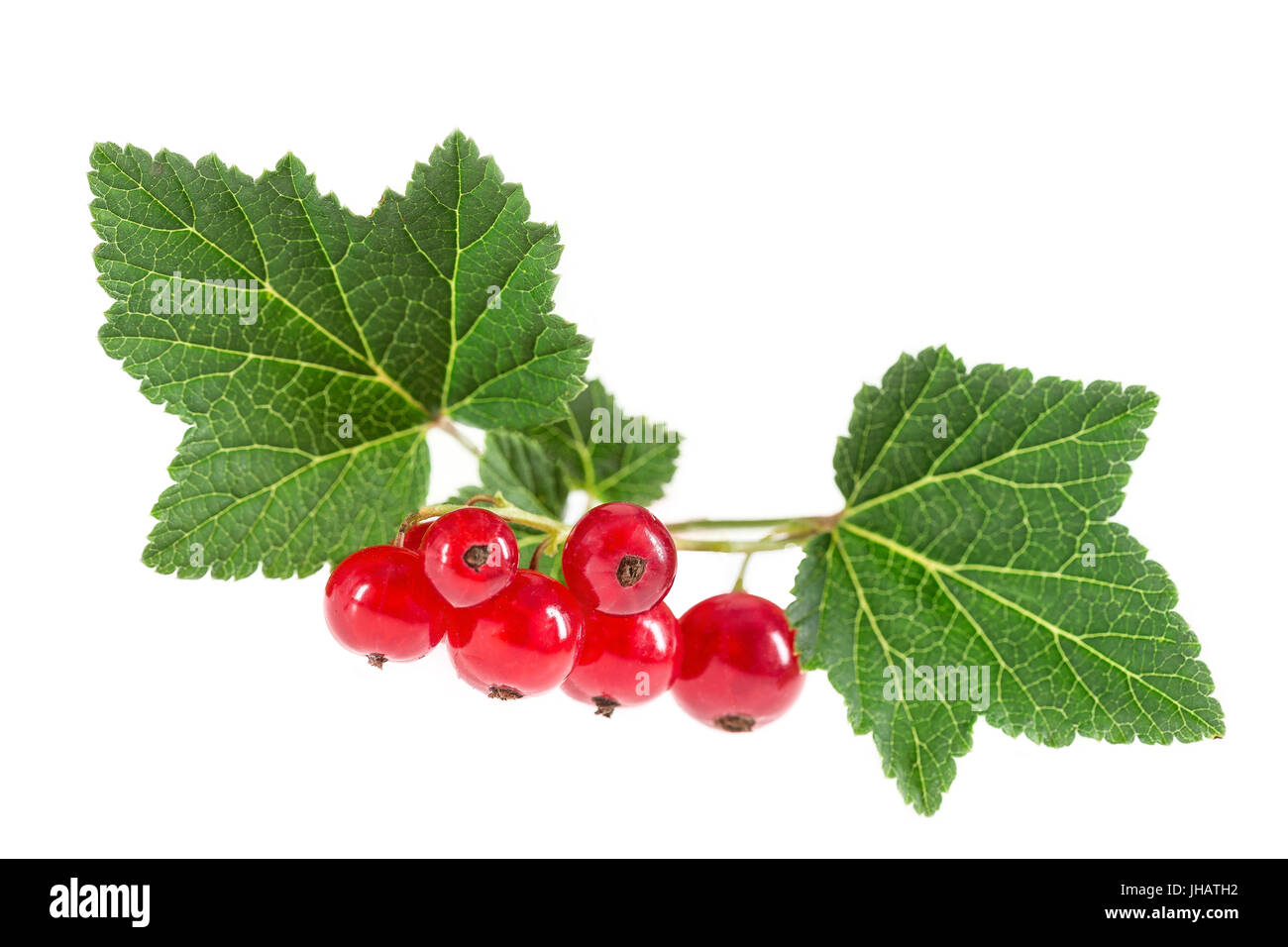 Currant red branch hi-res stock photography and images - Alamy