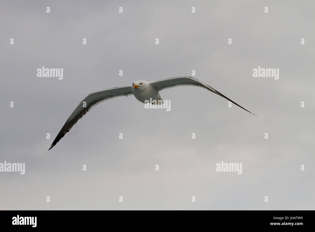 Lesser black-backed gull in flight Stock Photo - Alamy