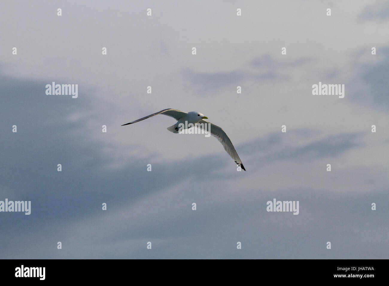 Kittiwake in flight Stock Photo - Alamy