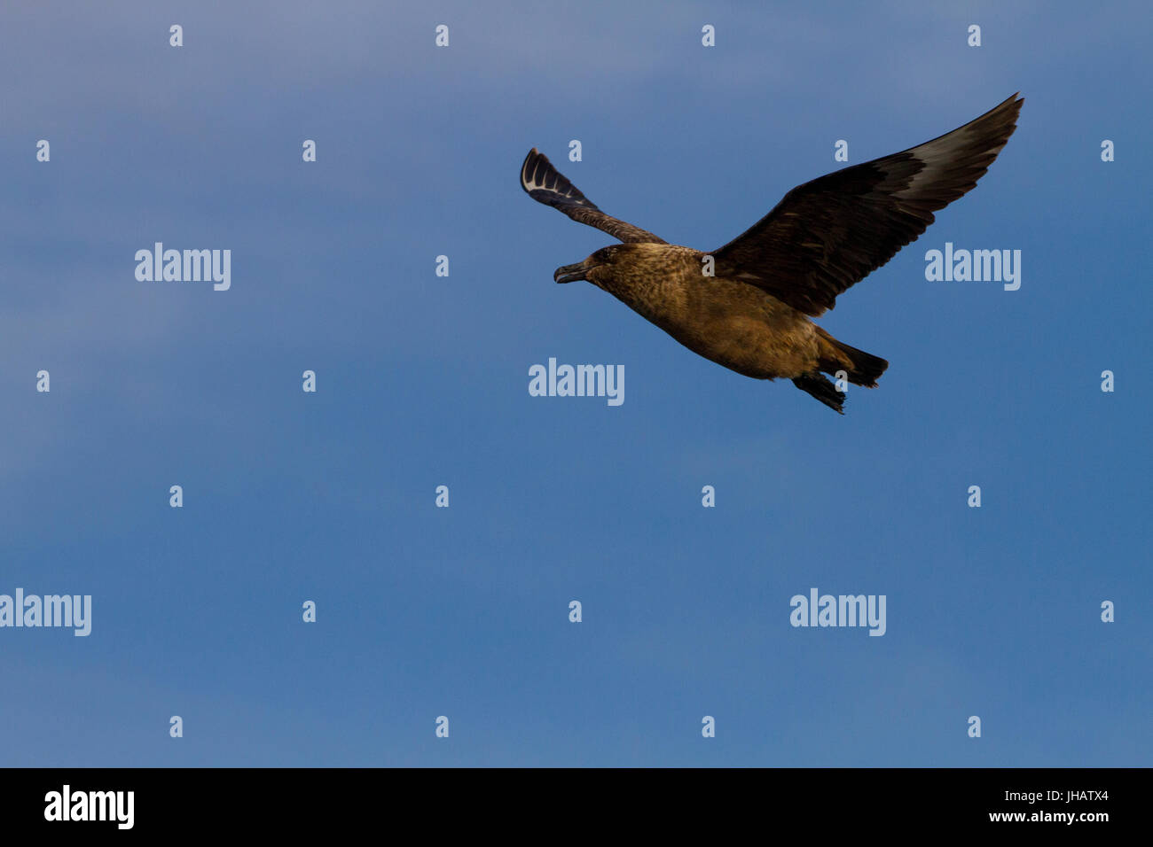 Great skua in flight Stock Photo - Alamy
