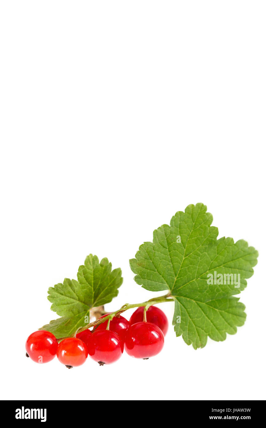 Currant red branch hi-res stock photography and images - Alamy