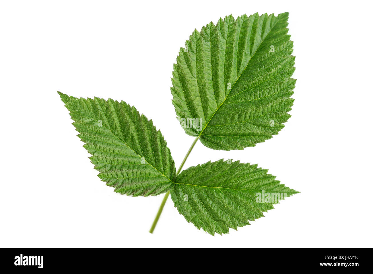 Raspberry green leaves isolated on white Stock Photo - Alamy