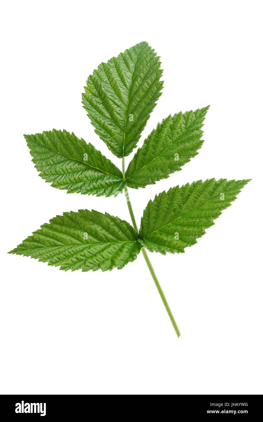 Raspberry green leaves isolated on white Stock Photo - Alamy