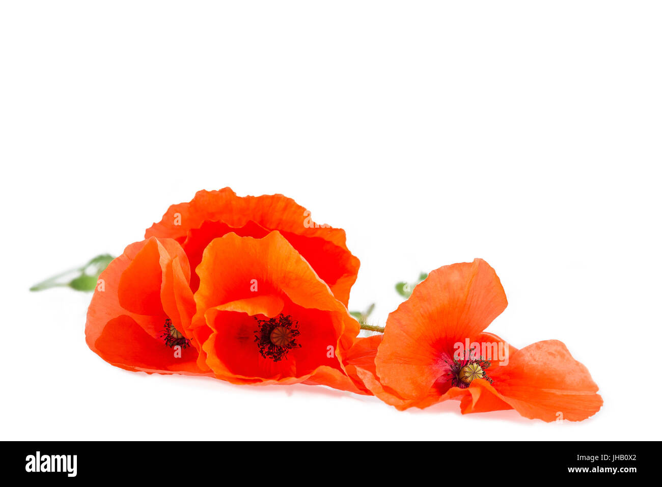 Bouquet of Red poppies s lying on the white background Stock Photo - Alamy