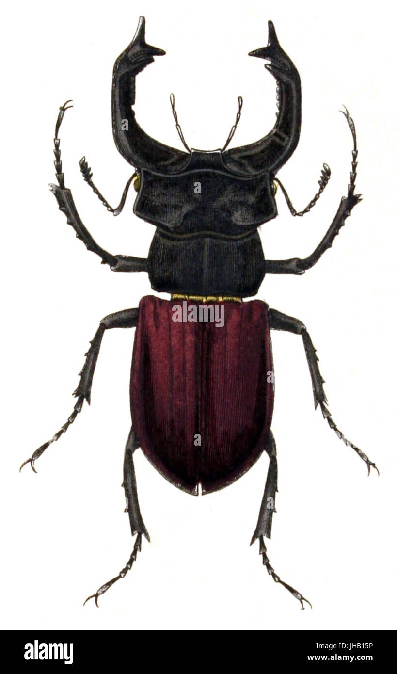 Lucanus cervus illustration hi-res stock photography and images - Alamy