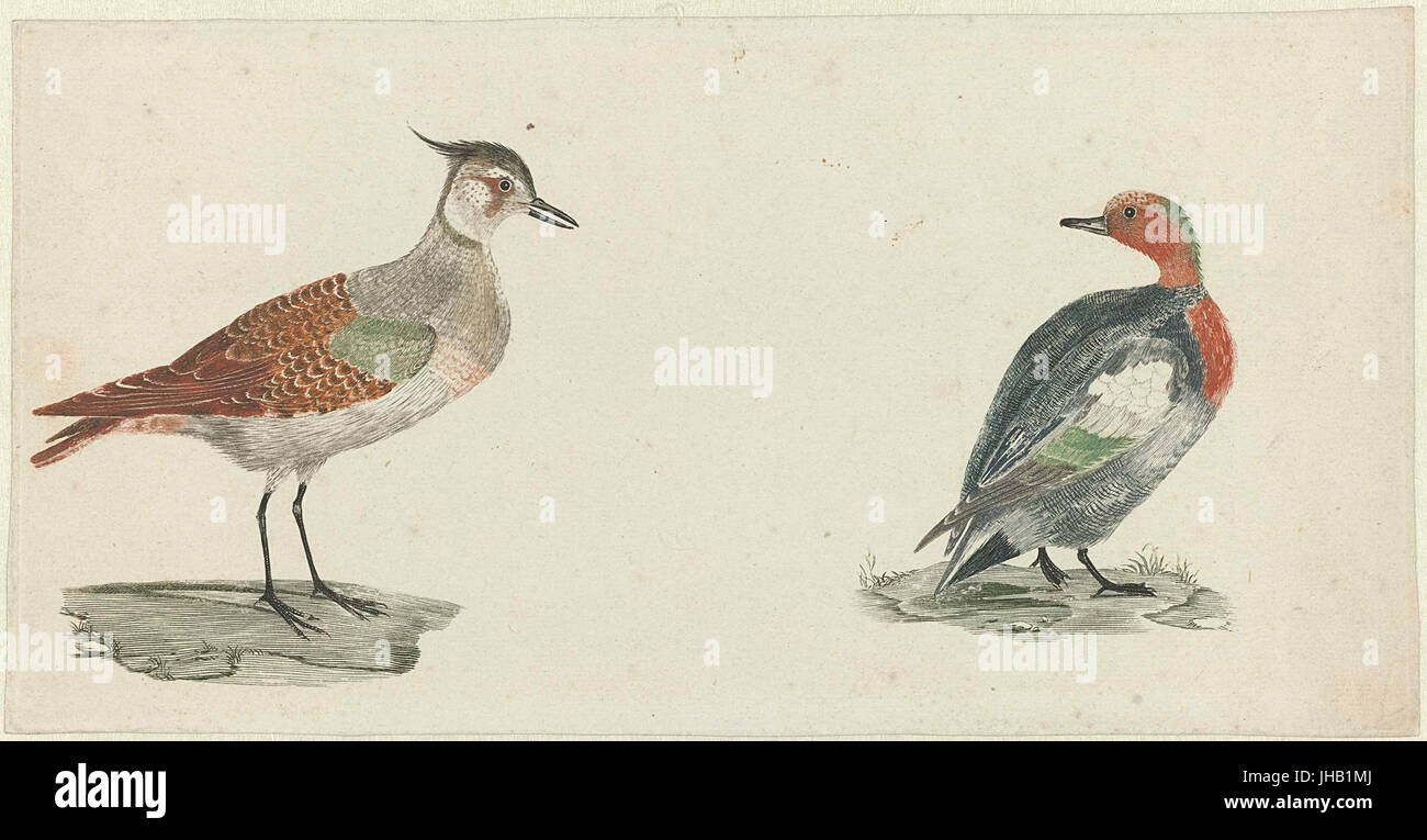 Kievit hi-res stock photography and images - Alamy