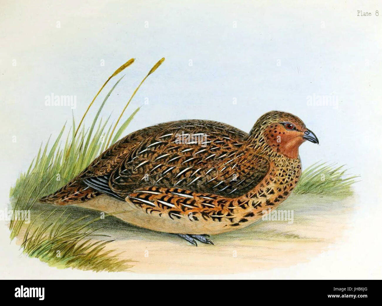 New Zealand Quail Stock Photo - Alamy