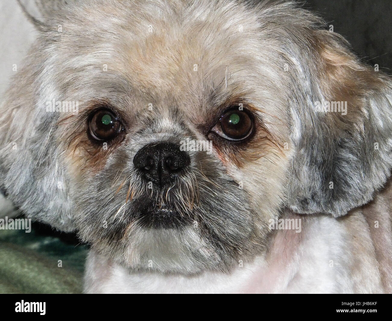 Mimi the shih tzu hi-res stock photography and images - Alamy