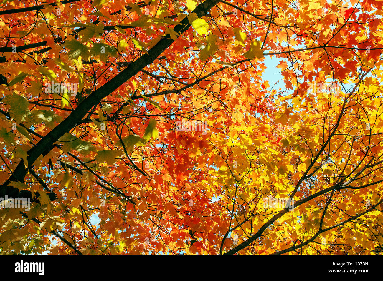 Bright color leaves in the fall canopy Stock Photo - Alamy