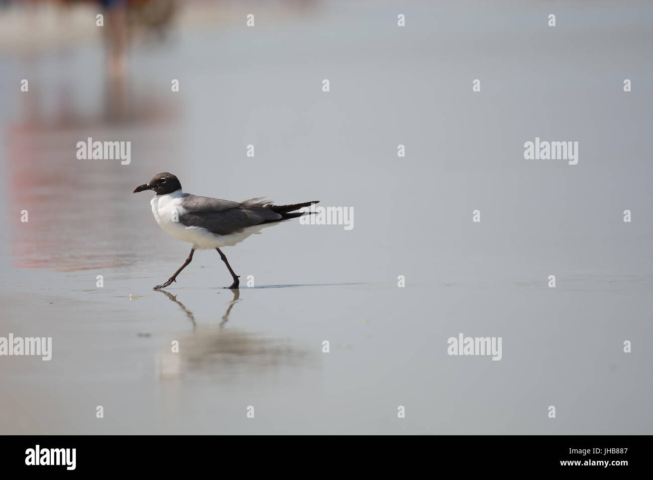 Amelia island wildlife hi-res stock photography and images - Alamy