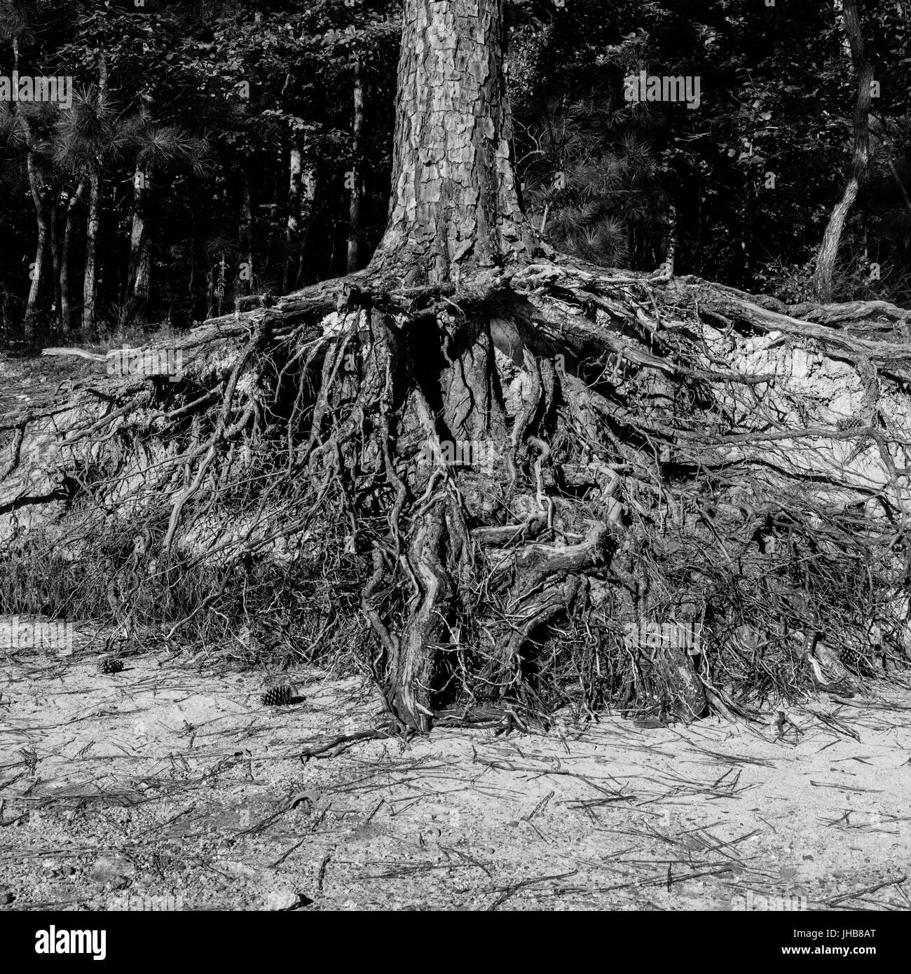Tree roots black and white hi-res stock photography and images - Alamy