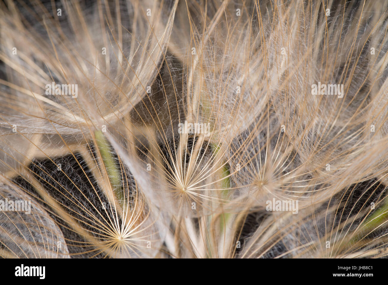 Salsify seeds hi-res stock photography and images - Alamy