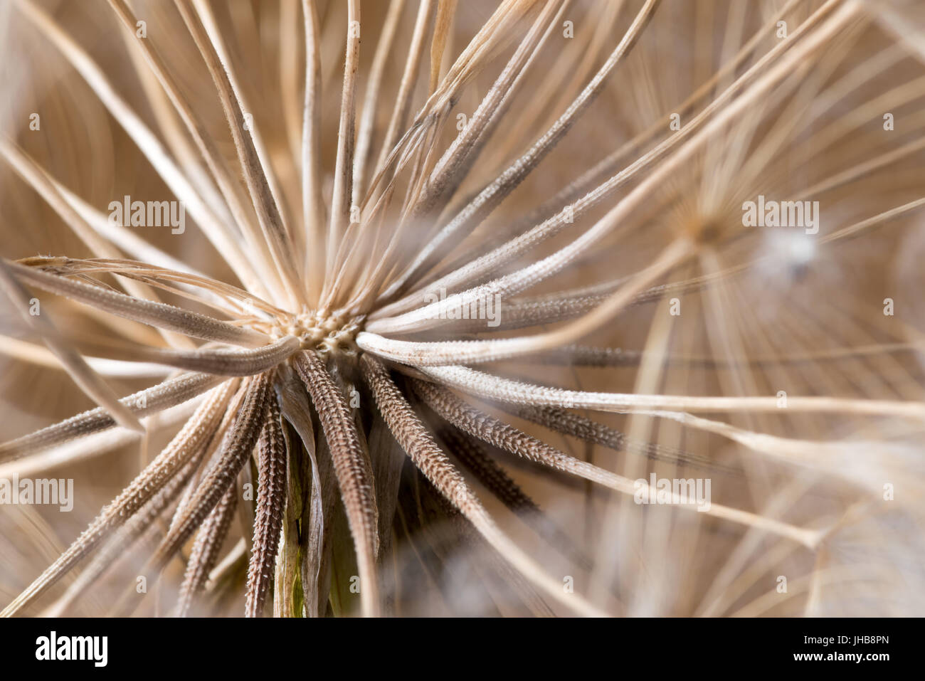 Seed head of salsify flower hi-res stock photography and images - Alamy