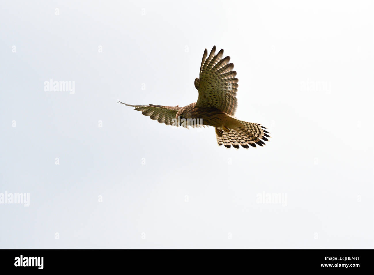 Kestrel hovering in mid air Stock Photo - Alamy