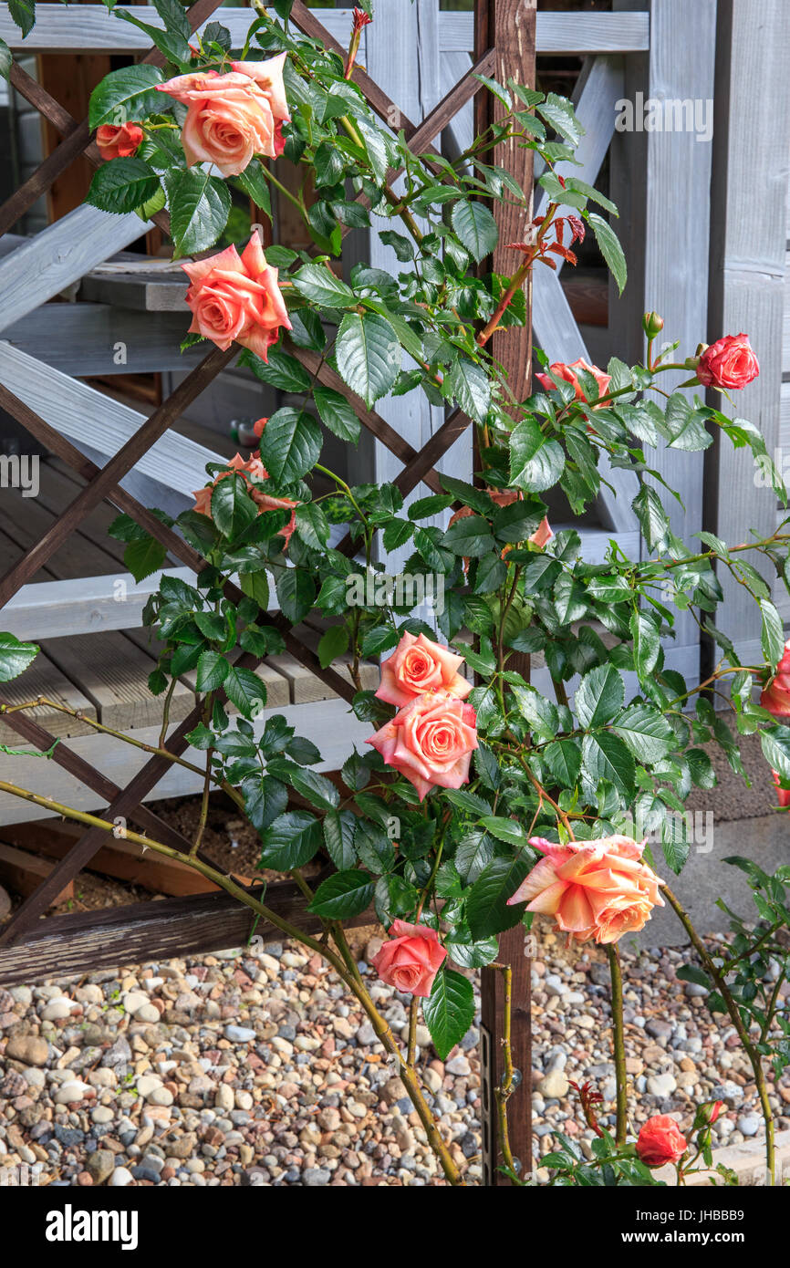Beautiful pink rose in a garden Stock Photo - Alamy