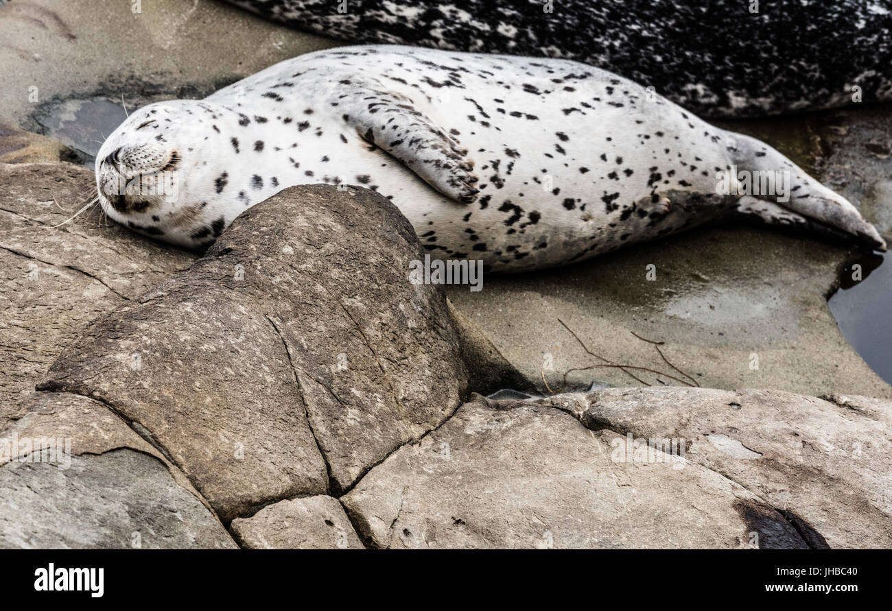 Harbor Seal Laying on the rocks Stock Photo - Alamy