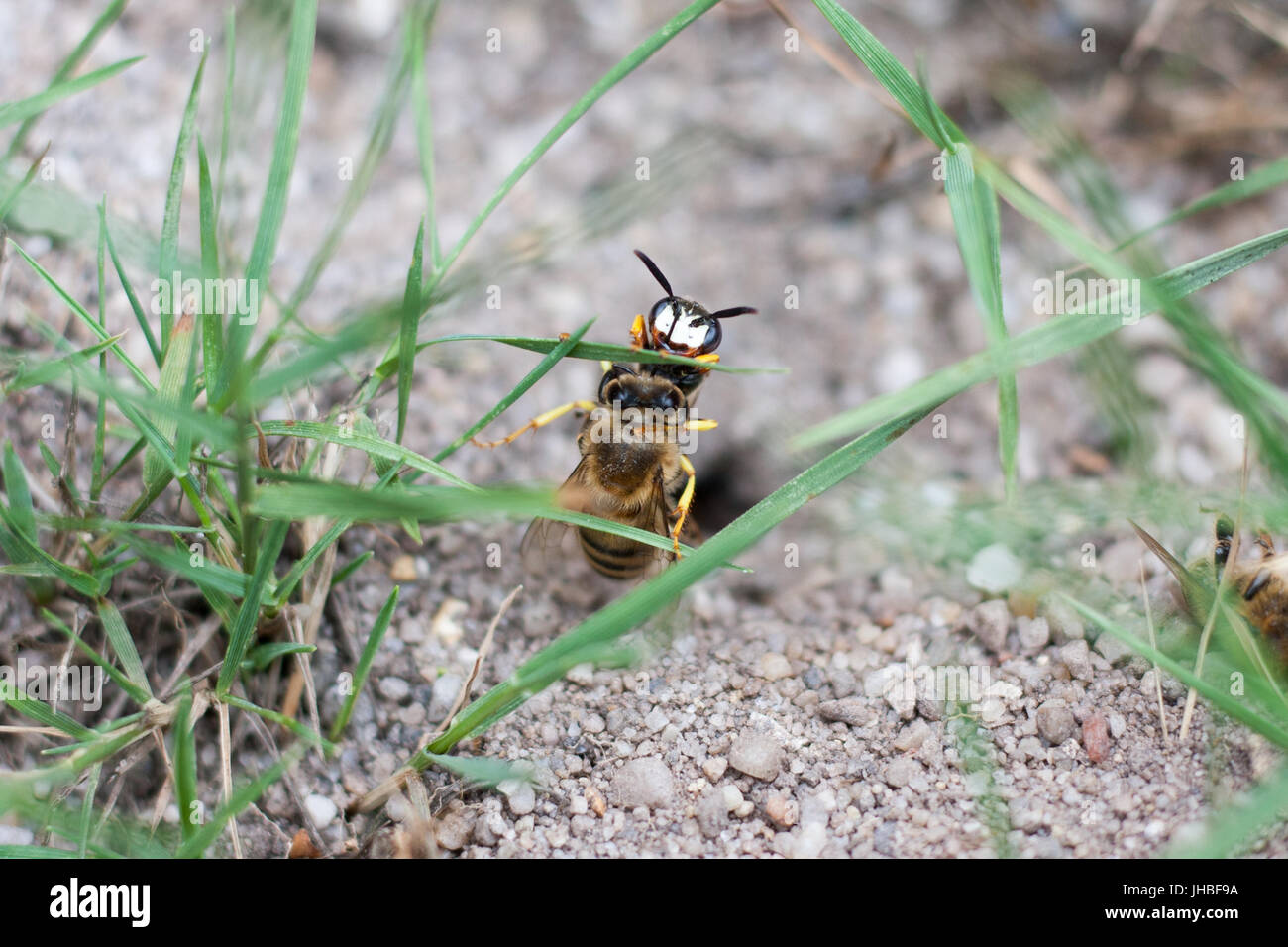 Garden solitary wasp hi-res stock photography and images - Alamy