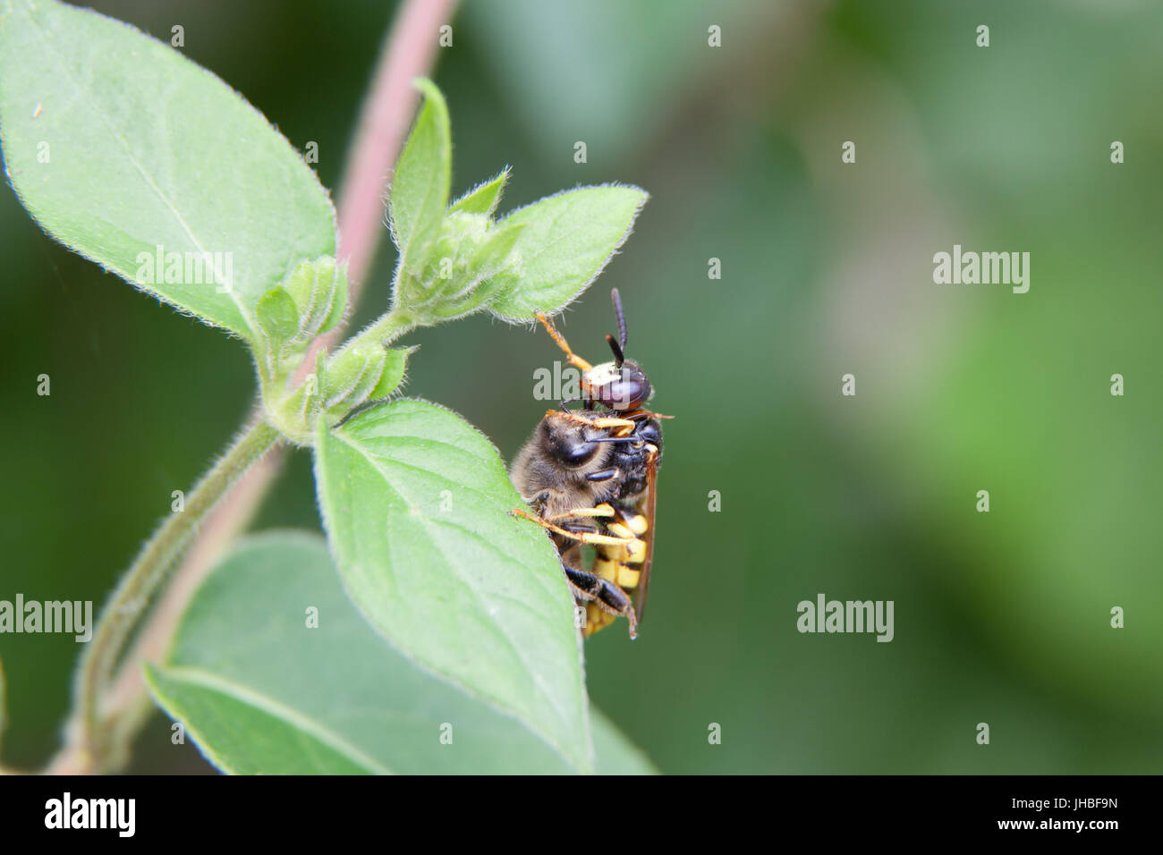 Beewolf Wasp Philanthus with paralysed honey bee being taken to the ...