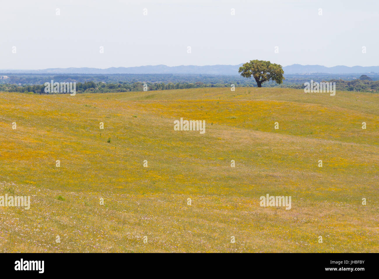Cork trees in a yellow flowers field in Vale Seco, Santiago do Cacem ...
