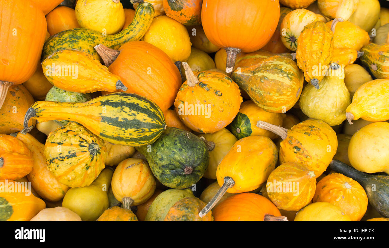 Mixed pumpkins hi-res stock photography and images - Alamy