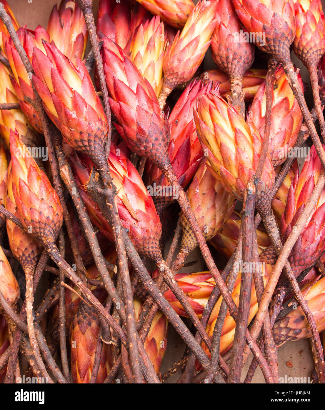 red dried sugarbush flowers lie on a pile Stock Photo - Alamy