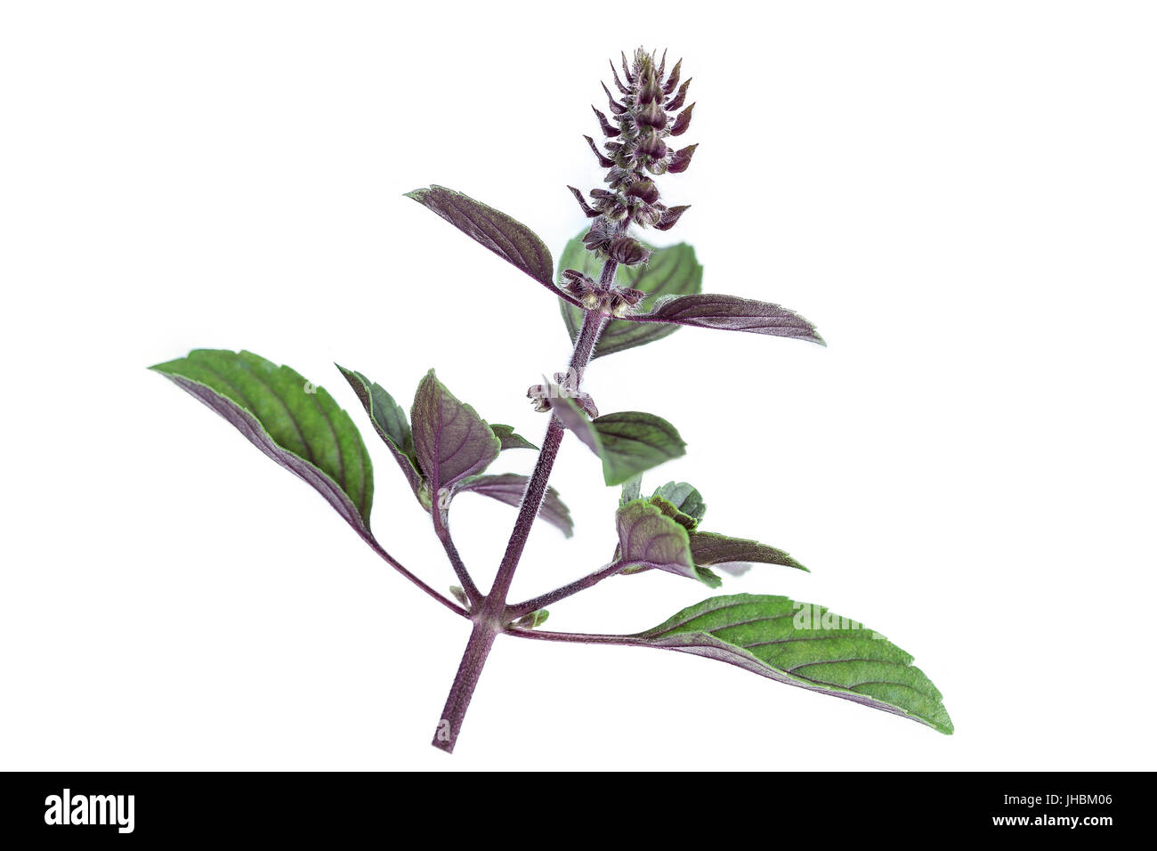 Purple Dark Opal Basil,fresh red basil herb leaves isolated on white ...