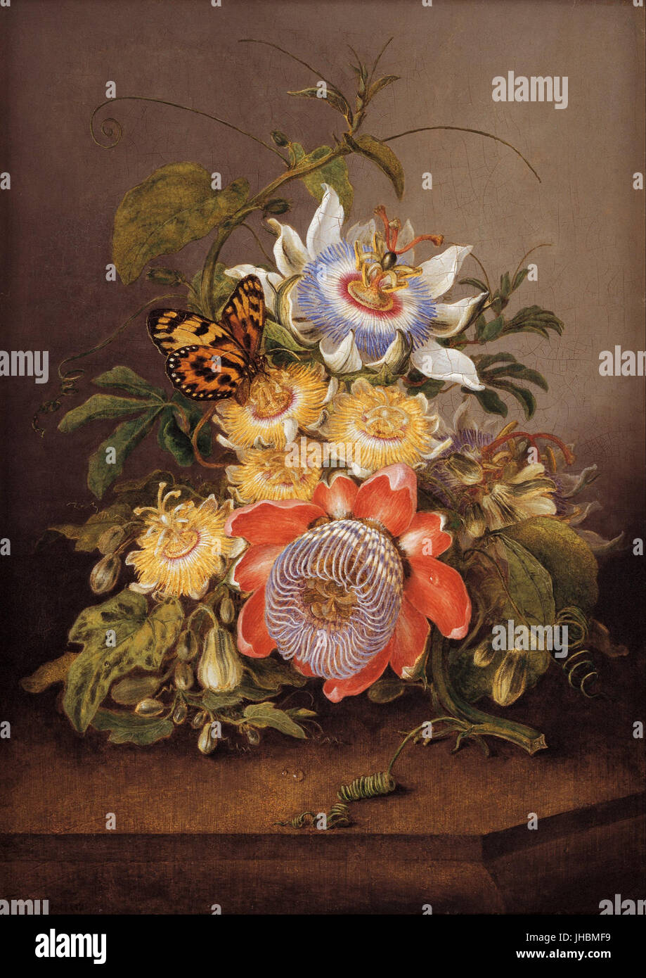 Ferdinand Bauer - Passionflowers Stock Photo - Alamy