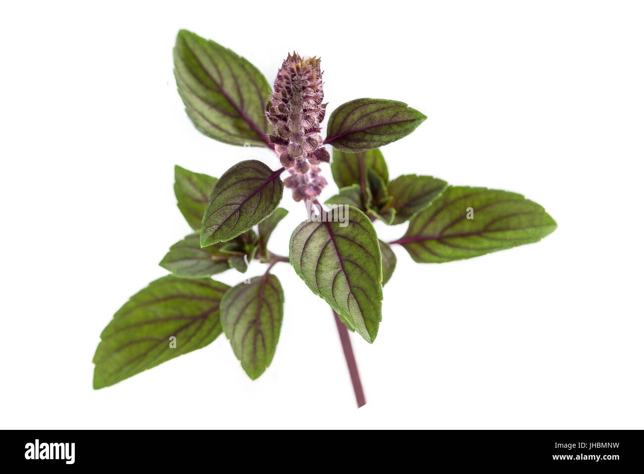 Purple Dark Opal Basil,fresh red basil herb leaves isolated on white ...