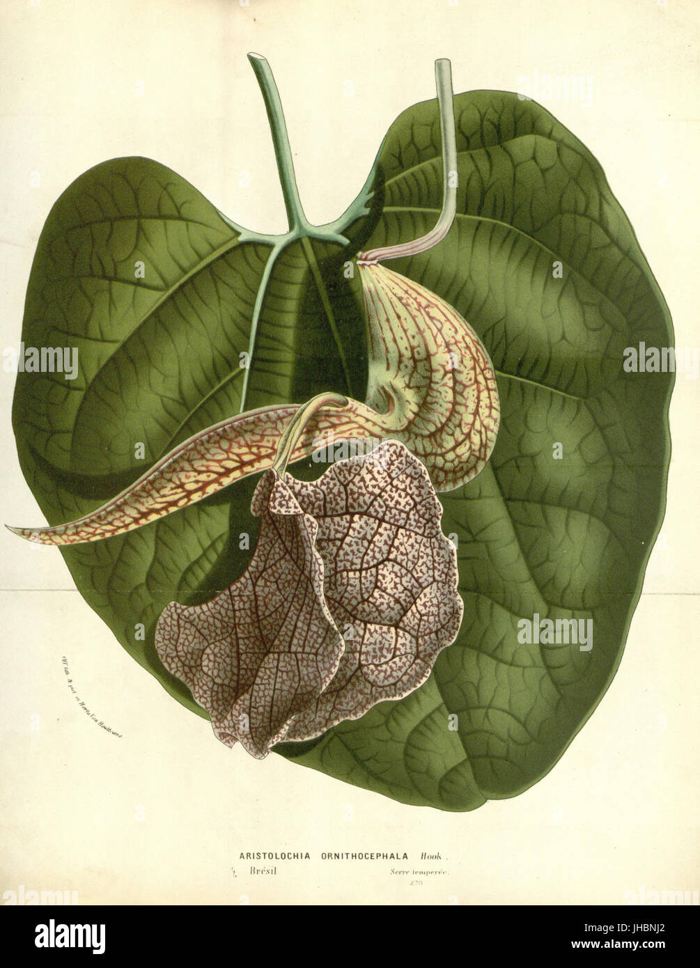 Flore des serres v17 145a Stock Photo - Alamy