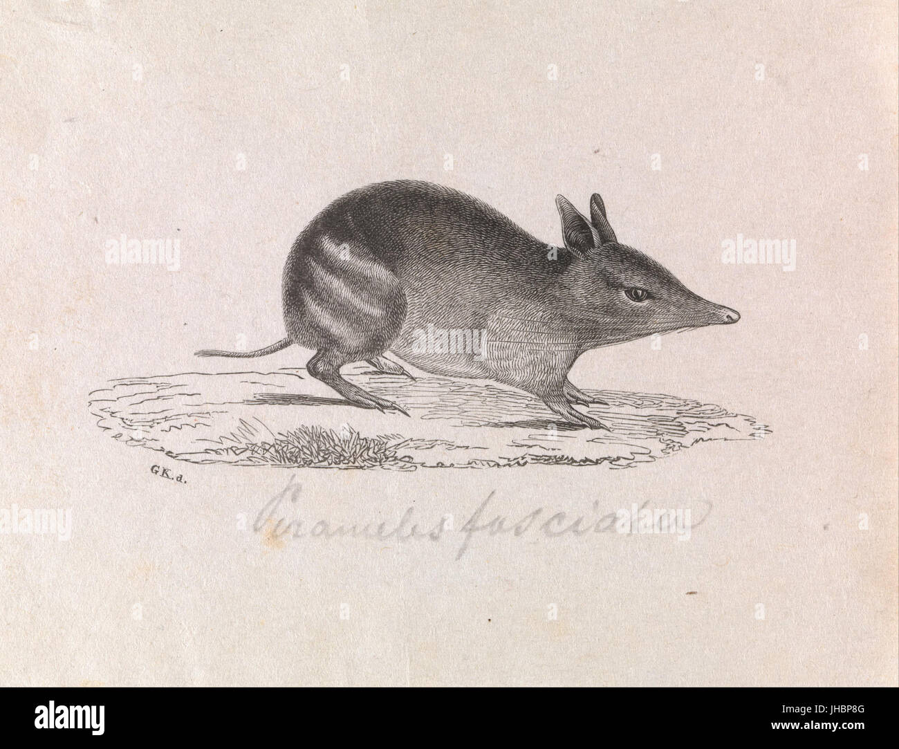 Gerard Krefft - Western barred Bandicoot, Perameles bougainville Stock ...