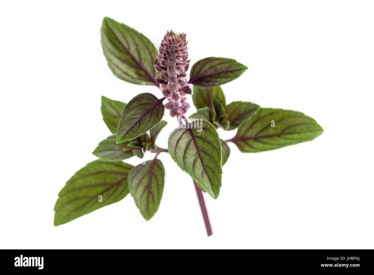 Purple Dark fresh red basil herb leaves isolated on white background ...