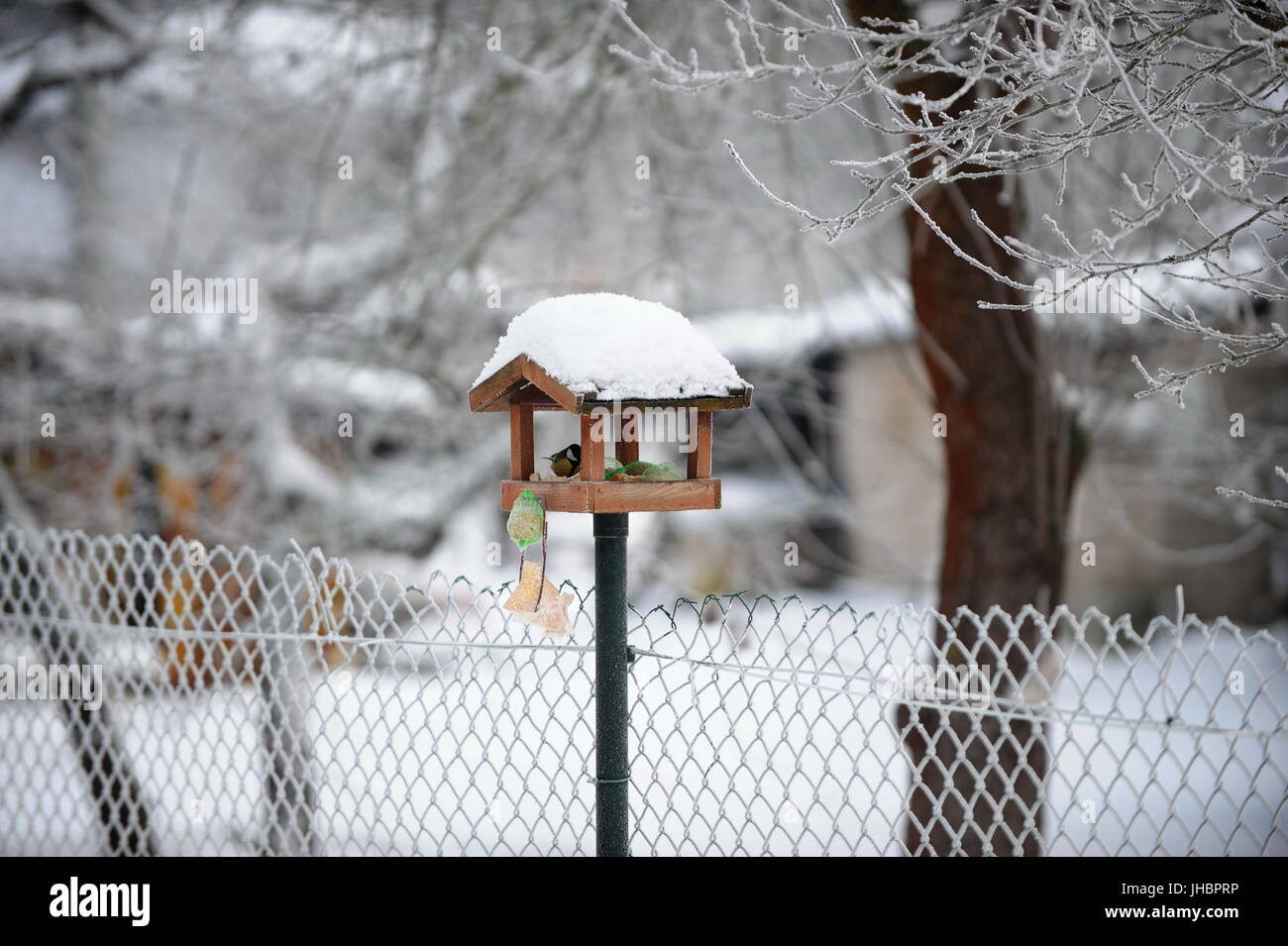 Titmouse tomtit wildlife feeder hi-res stock photography and images - Alamy