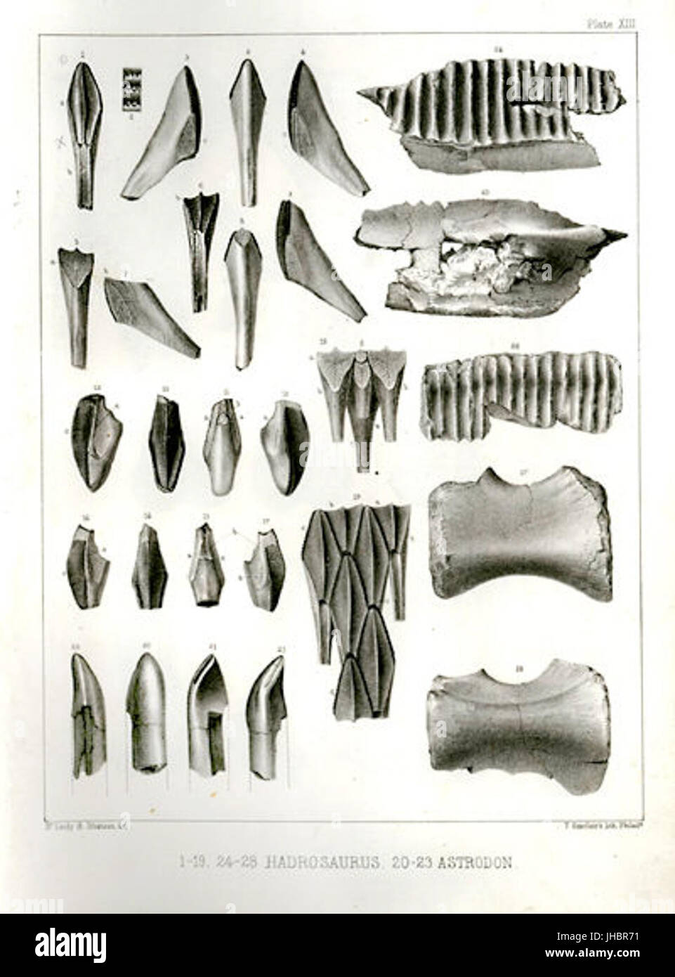 Hadrosaurus hi-res stock photography and images - Alamy