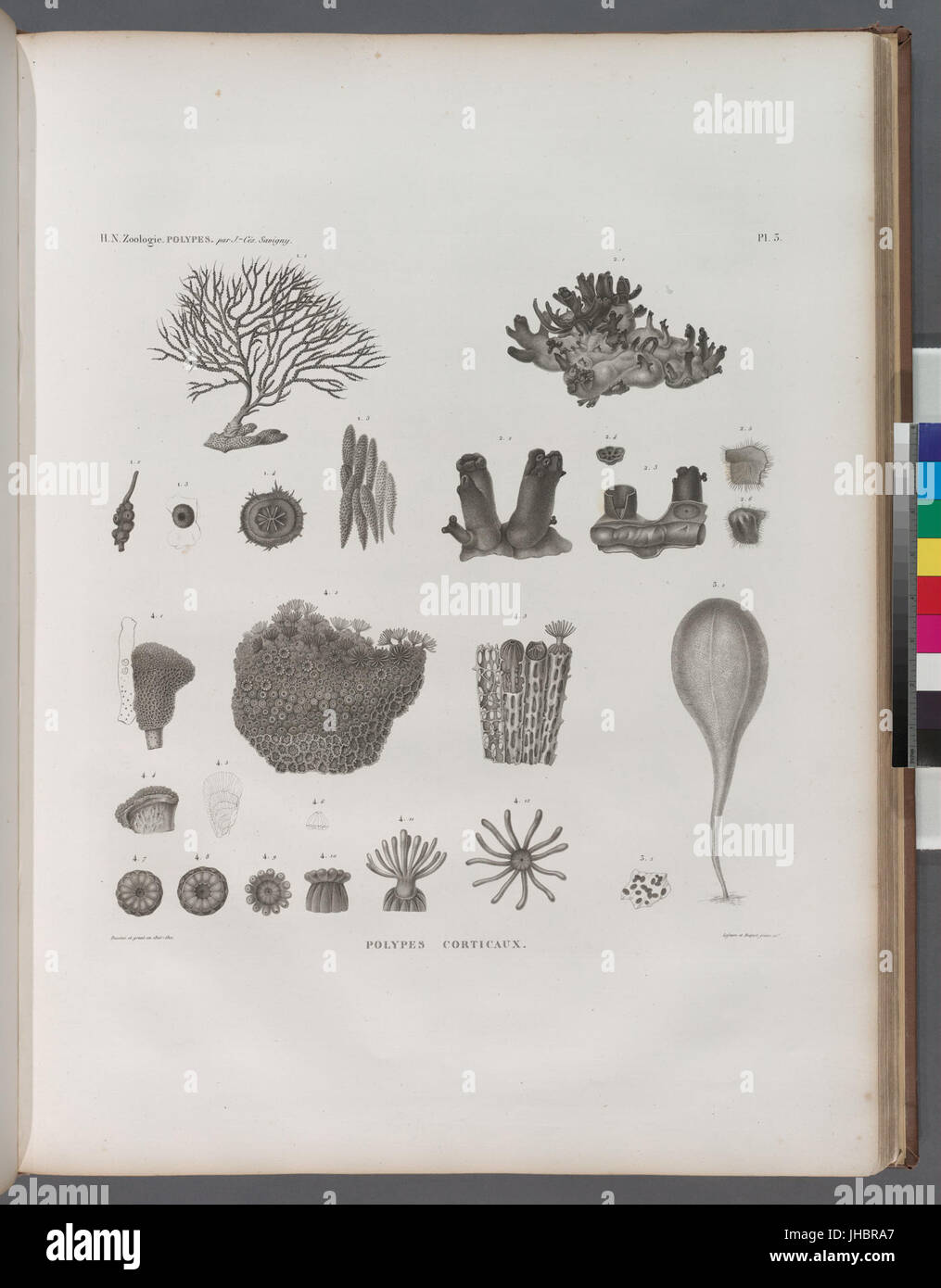 Zoologie. Polypes. Polypes corticaux (NYPL b14212718-1268619 Stock ...