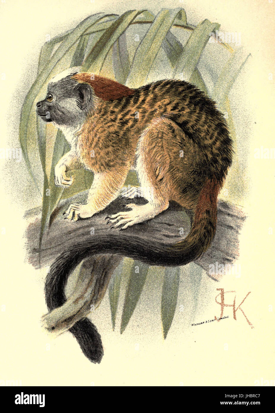 This illustration from *Handbook to the Primates* features an early ...
