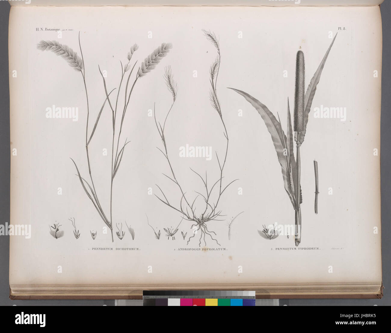 Pennisetum typhoideum hi-res stock photography and images - Alamy