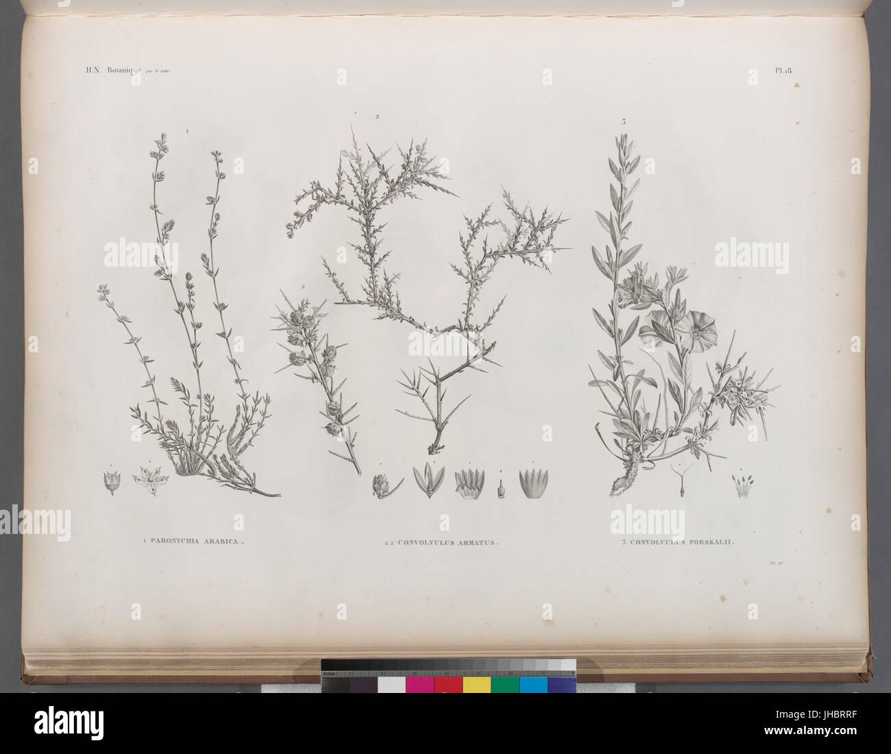 Paronychia arabica hi-res stock photography and images - Alamy