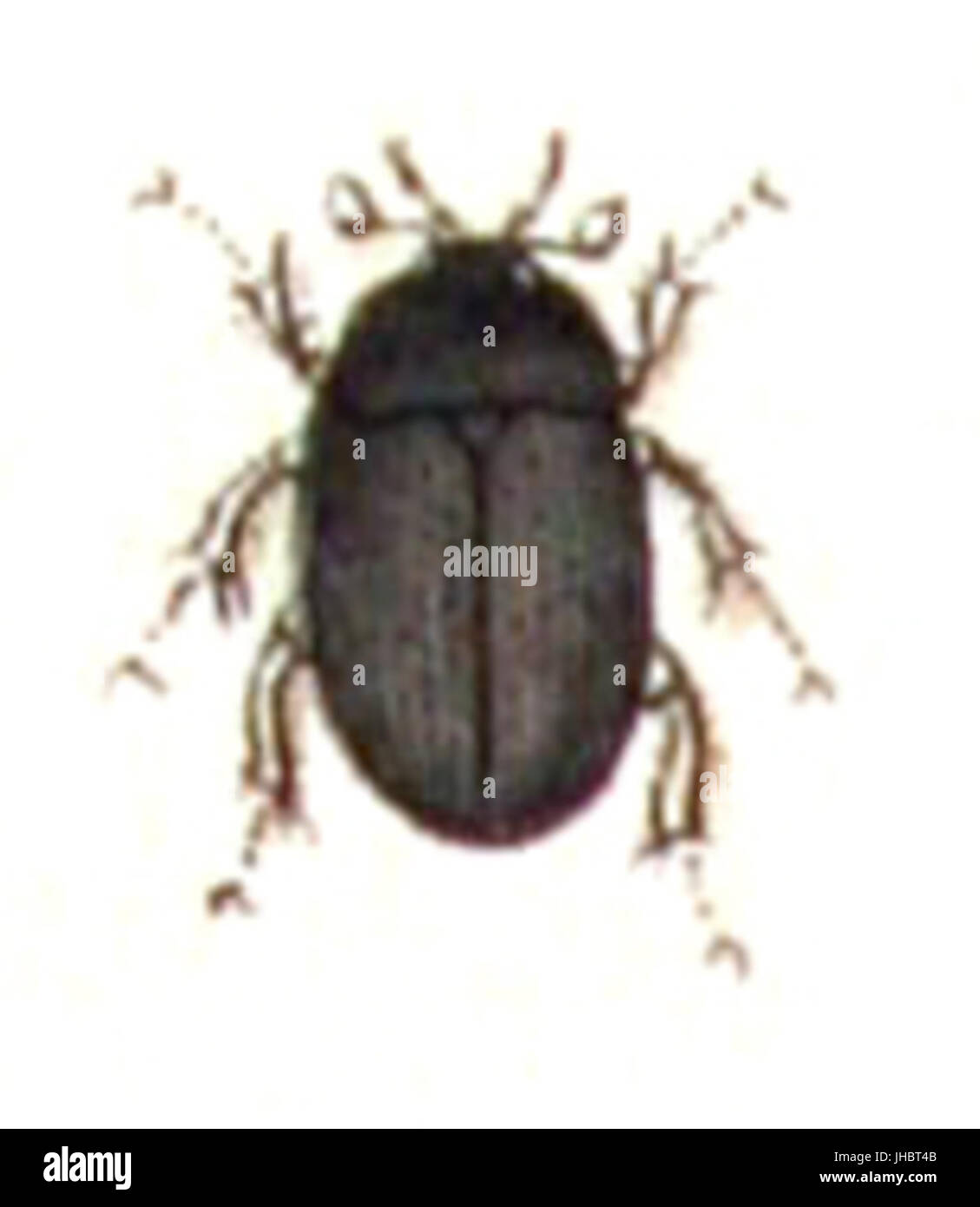 Hydrobius Fuscipes High Resolution Stock Photography and Images - Alamy