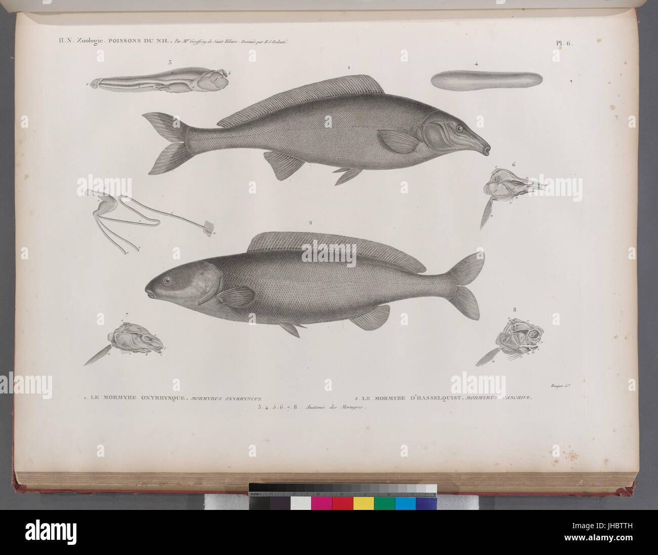 Anatomie des poissons hi-res stock photography and images - Alamy