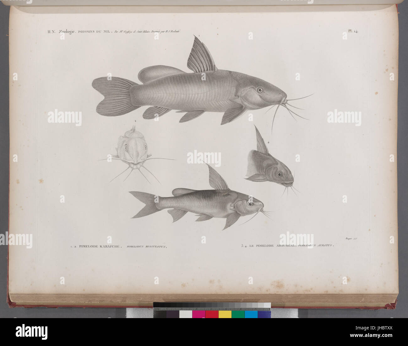 Zoologie. Poissons du Nil. 1.2. Pimelode karafche (Pimelodus biscutatus ...